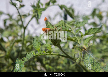 L'araignée rouge est un acarien minuscule de la famille Tetranychidae ...