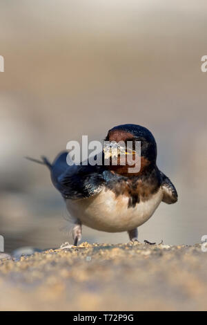 L'hirondelle rustique (Hirundo rustica) recueillies pour le marquage ...