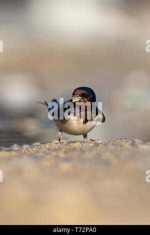 L'hirondelle rustique (Hirundo rustica) recueillies pour le marquage ...
