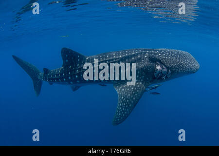 Requin-baleine (Rhincodon typus) avec blessure probablement causée par ...