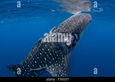 Requin-baleine (Rhincodon typus) avec blessure probablement causée par ...