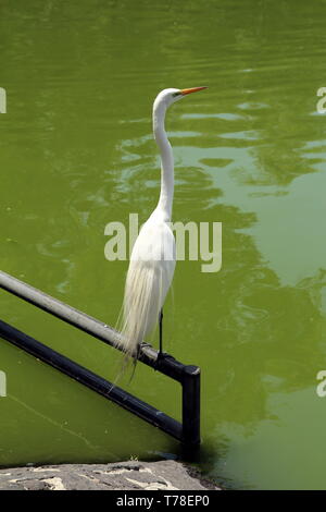 Bosque de Chapultepec, Lago Menor. La ville de Mexico Photo Stock - Alamy