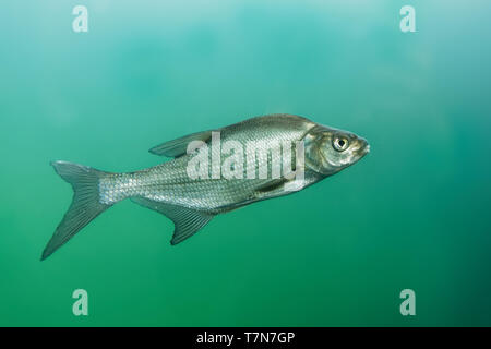 La brème d'Aral - Abramis brama la brème commune, la brème d'eau douce ...