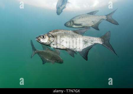 La brème d'Aral - Abramis brama la brème commune, la brème d'eau douce ...