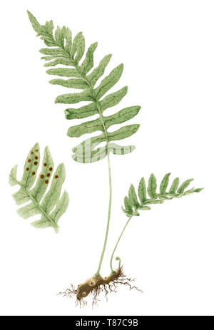 Fougère polypode commun (Polypodium vulgare) à gauche, et les hexagones ...