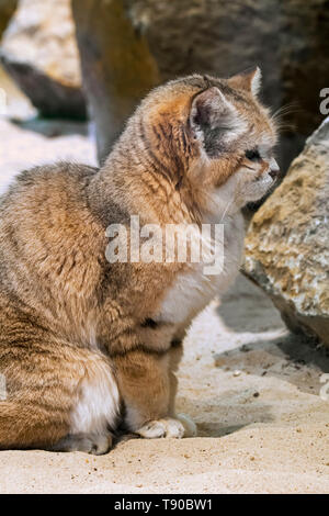 Chat de sable (Felis margarita), chat sauvage originaire des déserts ...