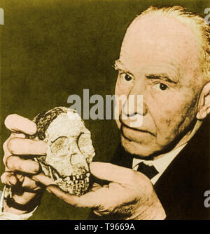 L'australopithecus africanus crâne. L'australopithecus africanus est ...