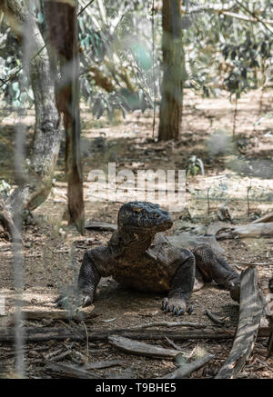 L'île de Komodo, Indonésie - 24 Février 2019 : le Parc National de ...