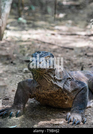 L'île de Komodo, Indonésie - 24 Février 2019 : le Parc National de ...