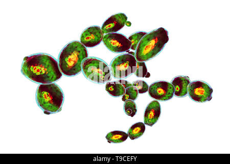 Les cellules de levure. Illustration de cellules de Brewer's, ou ...