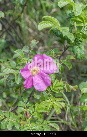 Rosa rugosa poussent à l'état sauvage sur les dunes de sable de la mer ...