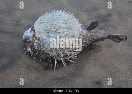 Le hérisson" (Hippocampus spinosissimus) - une espèce de poissons de la ...