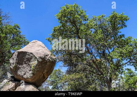 Oak tree forest, la texture du bois, courtois, tronc et branches ...