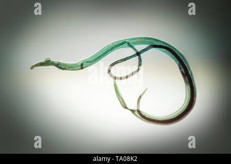 Parasite de l'escargot, Schistosoma sp. Adultes de copulation ...