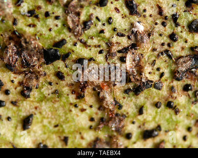 Fruit-tree l'araignée rouge (Panonychus ulmi) oeufs hivernant sur l ...