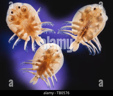 Le pou commun de poisson Argulus foliaceus (ou Monocumulus foliaceus ...