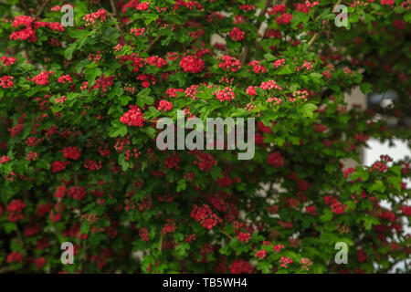 Bel arbre exotique avec des fleurs rouge flamboyant. île Maurice Photo ...