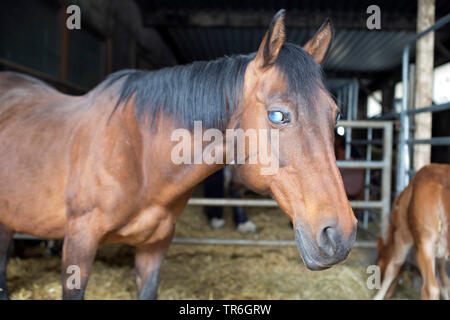 Œil d'un cheval aveugle (Equus caballus Photo Stock - Alamy