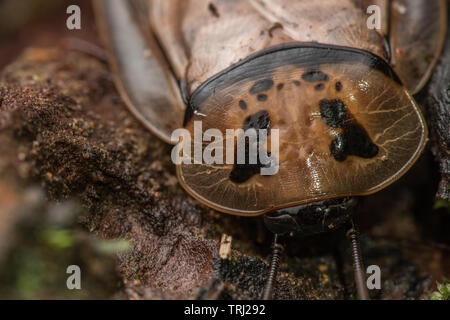 Le cafard géant (Blaberus giganteus), le Parc National Yasuní, forêt ...