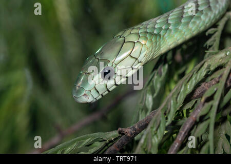 Le mamba vert occidental (Dendroaspis viridis), serpent extrêmement ...