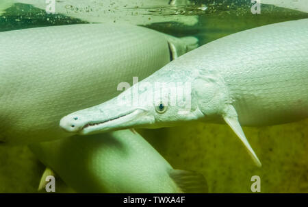 La tête d'un alligator gar en gros plan, l'aquarium populaire animal ...