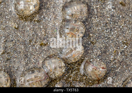 Groseille de mer Pleurobrachia Photo Stock - Alamy