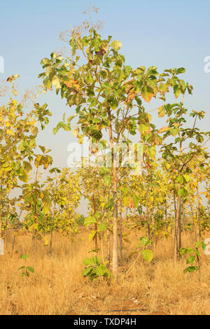 Arbre de teck à l'Agroalimentaire, Pune, Maharashtra, Inde, Asie Photo ...