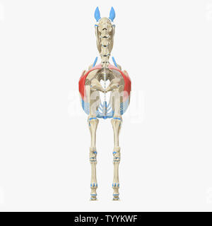 Illustration de muscle précis médicalement le gluteus medius Photo ...