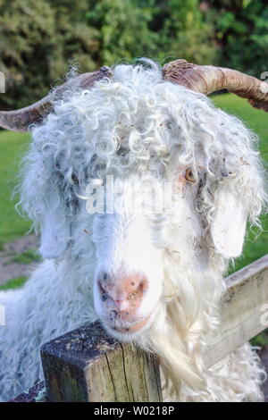 La chèvre angora est une race de chèvres domestiquées, historiquement ...