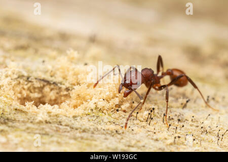 Tête de Ant. Gros plan de la tête d'une fourmi (Aphaenogaster sp ...