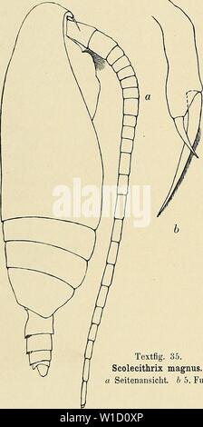 . Die Marinen Copepoden der Deutschen Südpolar-Expedition 1901-1903 ...