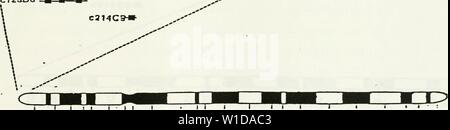 . L'élaboration d'un plan de cosmides chromosome 12p13. Sweet Briar ...