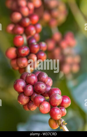 Arrière-plan de grains de café. La maturation des grains de café Photo ...