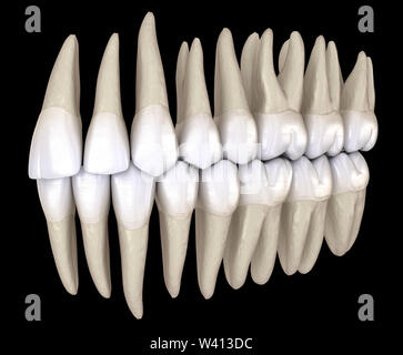 Les dents de la santé humaine avec occlusion normale vue frontale. Dent ...