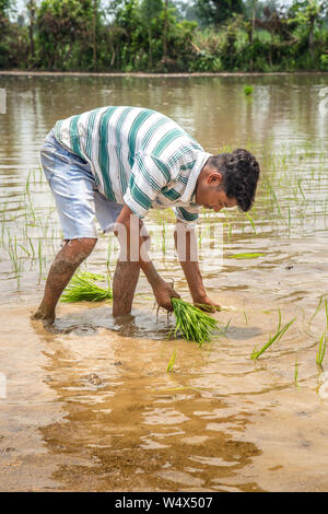 Le repiquage du riz local dans un lit de semence ferme Terre vivante ...