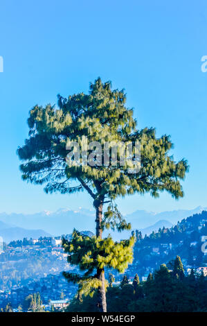 Le Pinus wallichiana est un arbre à feuilles persistantes conifères ...