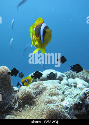 Les poissons clowns (amphiprioninae) Aussi appelé poisson clown, à côté ...