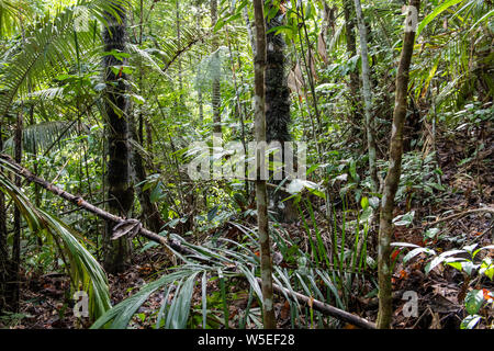 La végétation dense et la couverture du sol Définir la Jungle ...