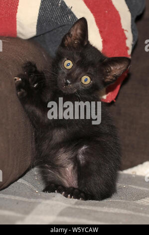 Sauvetage des chats à peu Pod Association dans Torremendo, Espagne. L ...