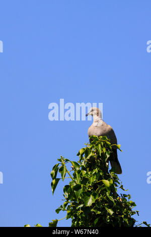 Une colombe à collier (Streptopelia decaocto) assise sur les tuiles ...