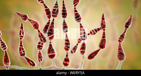 Champignon allergène filamenteux Alternaria alternata, illustration ...