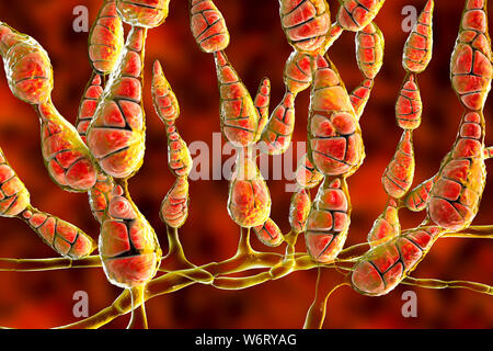 Champignon allergène filamenteux Alternaria alternata, illustration ...
