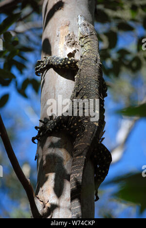 Iguane géant grimpant sur l'arbre dans les forêts tropicales de l ...