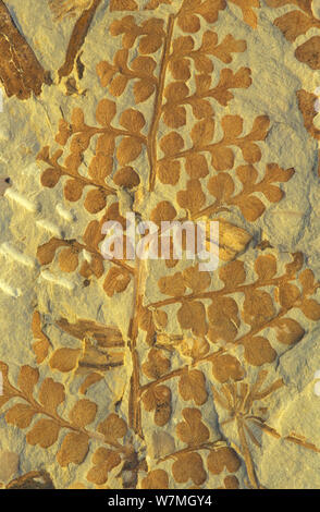 Fougère de semences fossile de la période carbonifère Photo Stock - Alamy