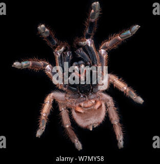 Blue Fang Ephebopus Cyanognathus squelette Tarantula (mâle Photo Stock ...