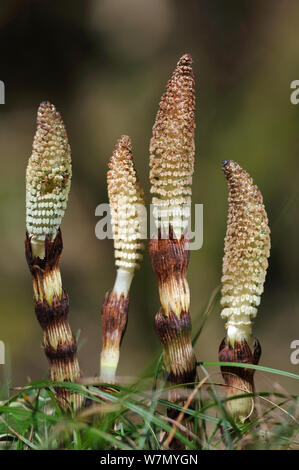 Grande prêle (Equisetum telmateia). Strobilus sporulé d'une grande ...