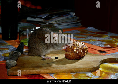 Rat surmulot Rattus norvegicus manger poulets oeuf dans ferme avicole ...