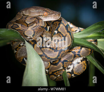 Python réticulé (Malayopython reticulatus) captive, originaire d'Asie ...