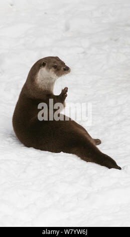 Patte de loutre d'Europe Lutra lutra Photo Stock - Alamy