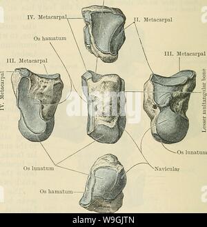 . Cunningham's Text-book de l'anatomie. L'anatomie. 218 l'ostéologie ...